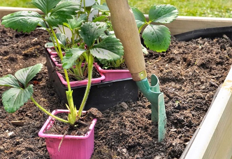 La plantation des fraisiers